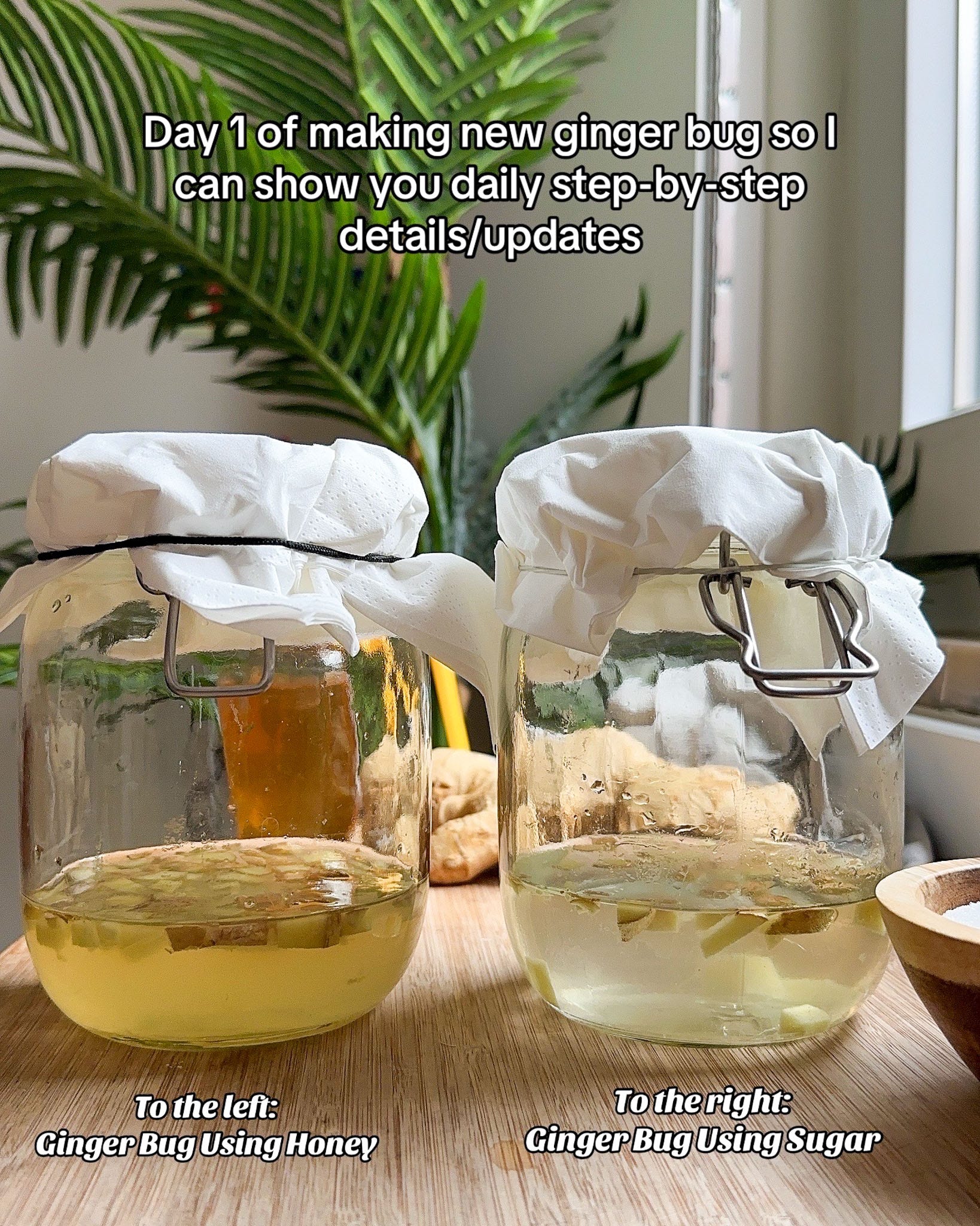 Fermentation 101: What the HECK is a GINGER BUG?!