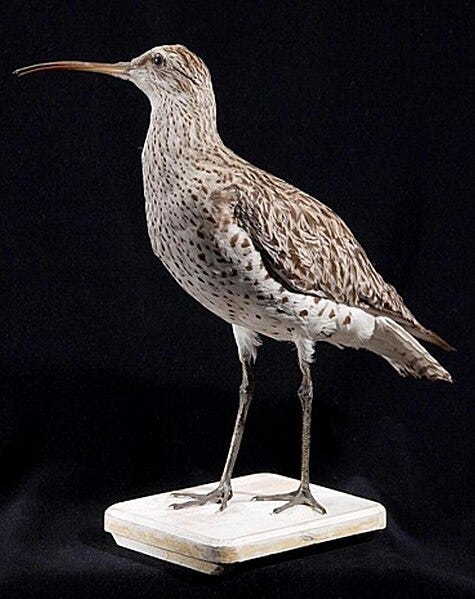 The Tragic Story of the Slender-billed Curlew (Numenius tenuirostris):