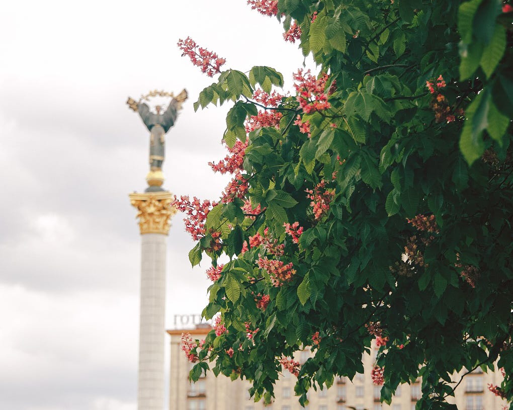 How chestnut trees became a symbol of Kyiv