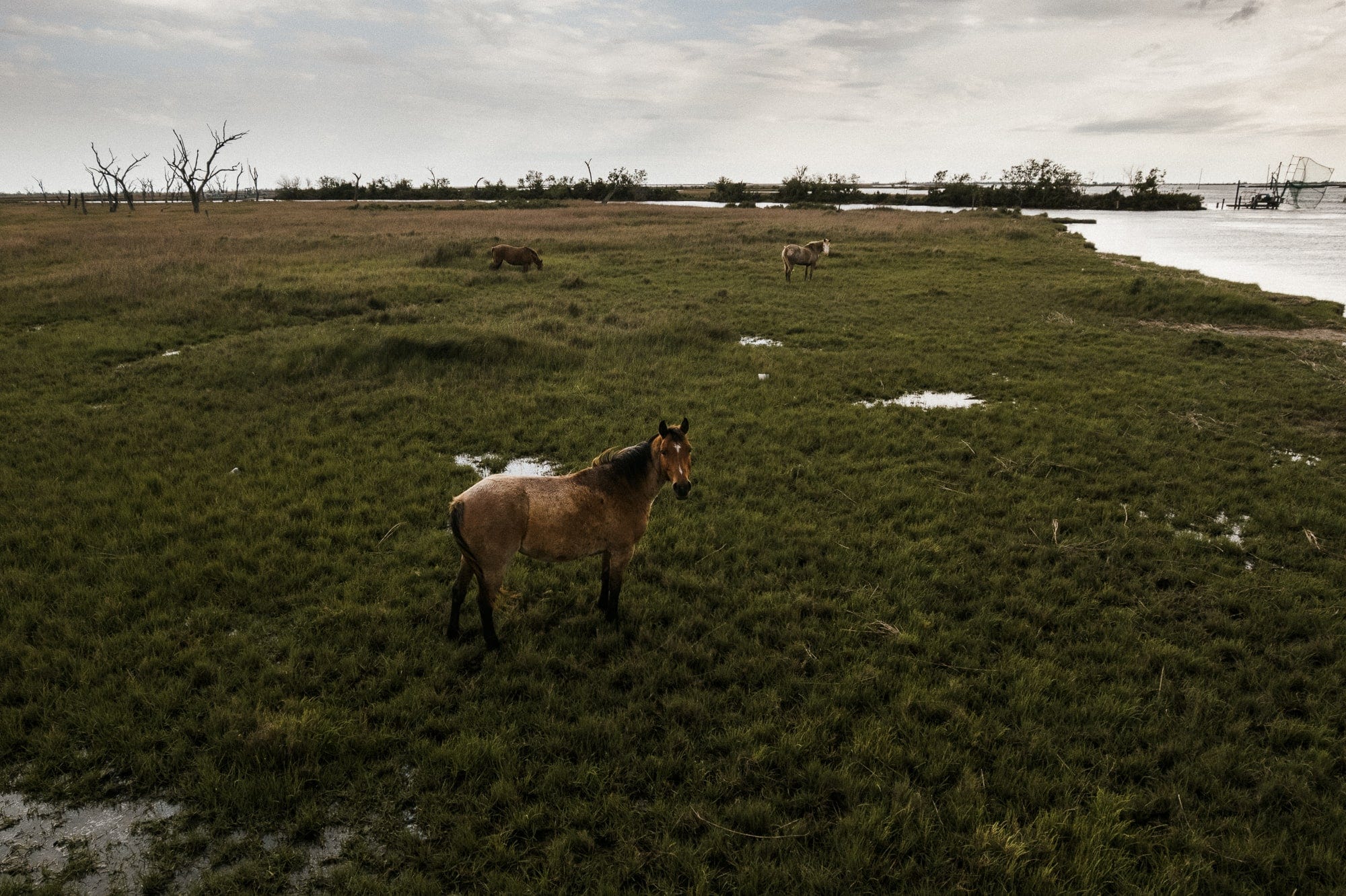 POINTE-AU-CHIEN IS NOT DEAD: Survival of an Indian tribe in South Louisiana