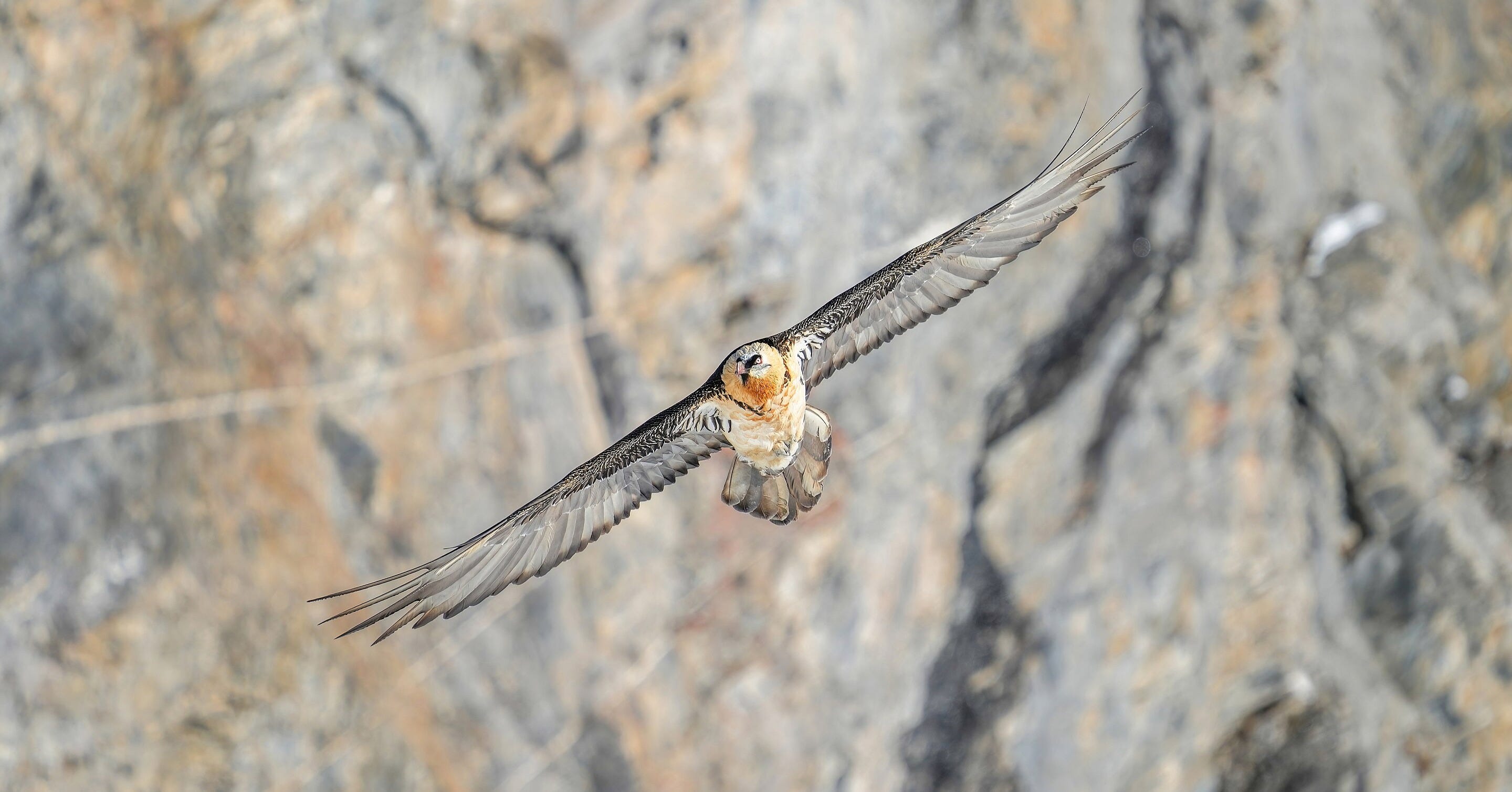 Spanish Researchers Find Medieval Artifacts Stashed in Cliff Vulture Nests