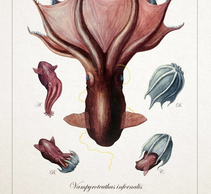 vampire squid from hell size