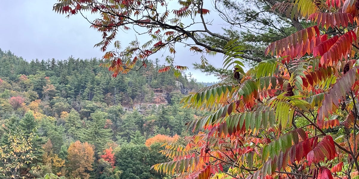 Rain Arrives & the Cascade of Fall Colors Begins