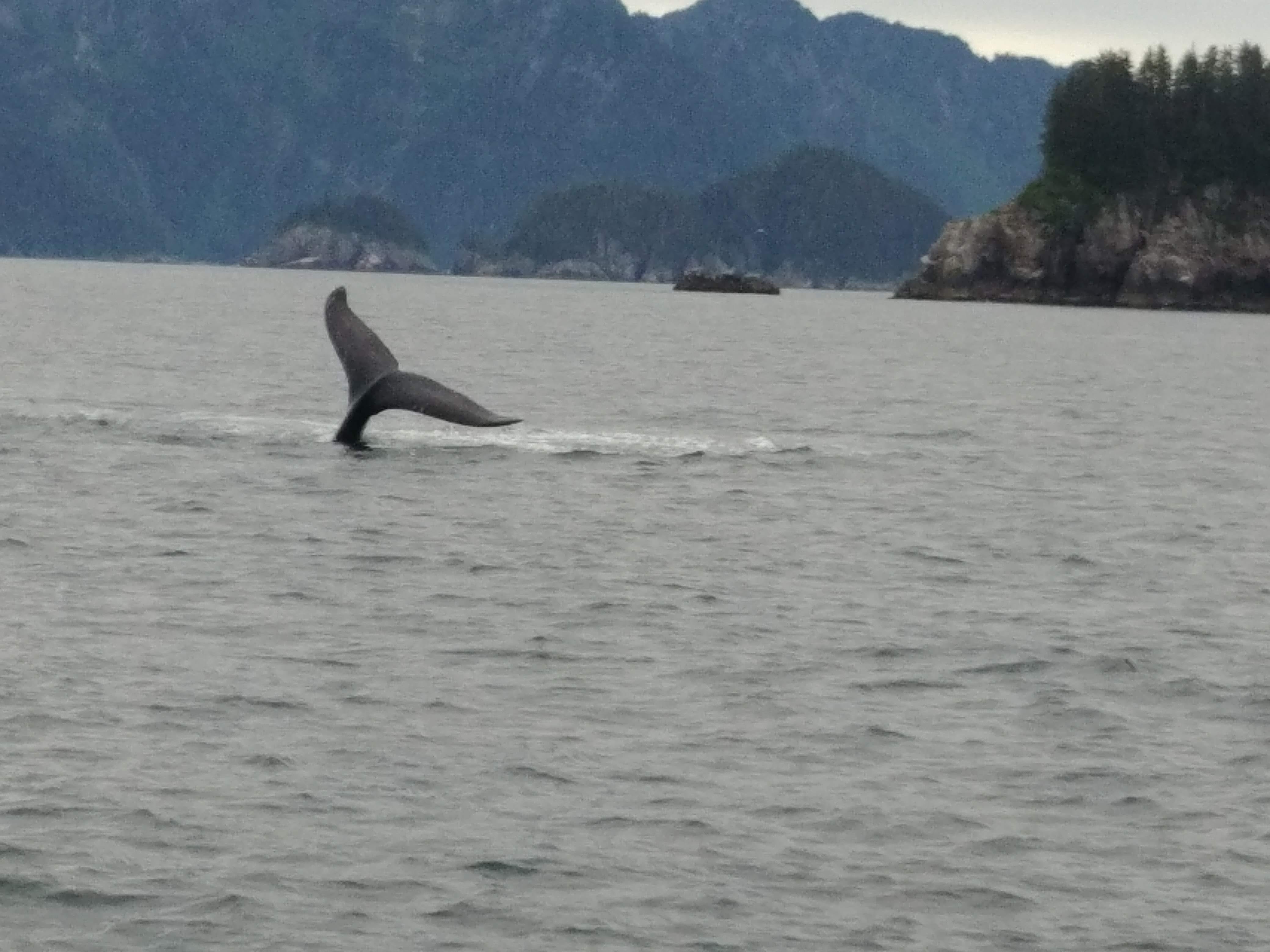Orca Interludes and Emotional Rescues - by Timber Fox