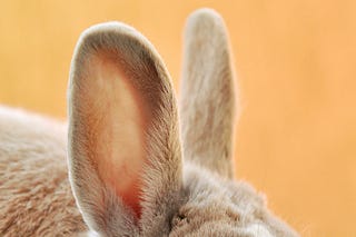 Mysterious Writings - The Quest | Jenny Kile | Substack