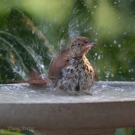 brown thrasher singing