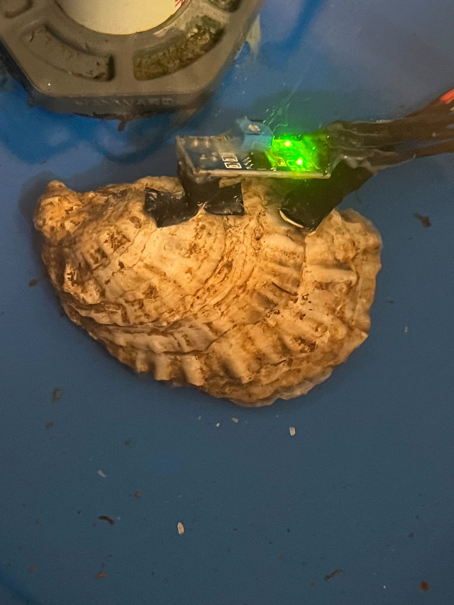 oystershell laboratories