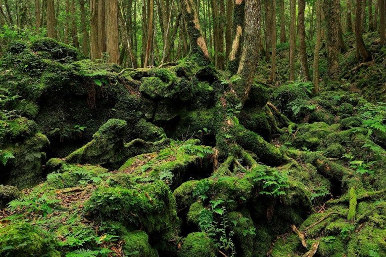 Aokigahara: Japan's Haunted Suicide Forest - by Wordsmith