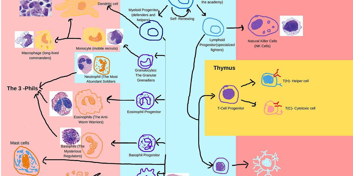 “The Lymphoid Lineage: Special Forces of Your Immune System”