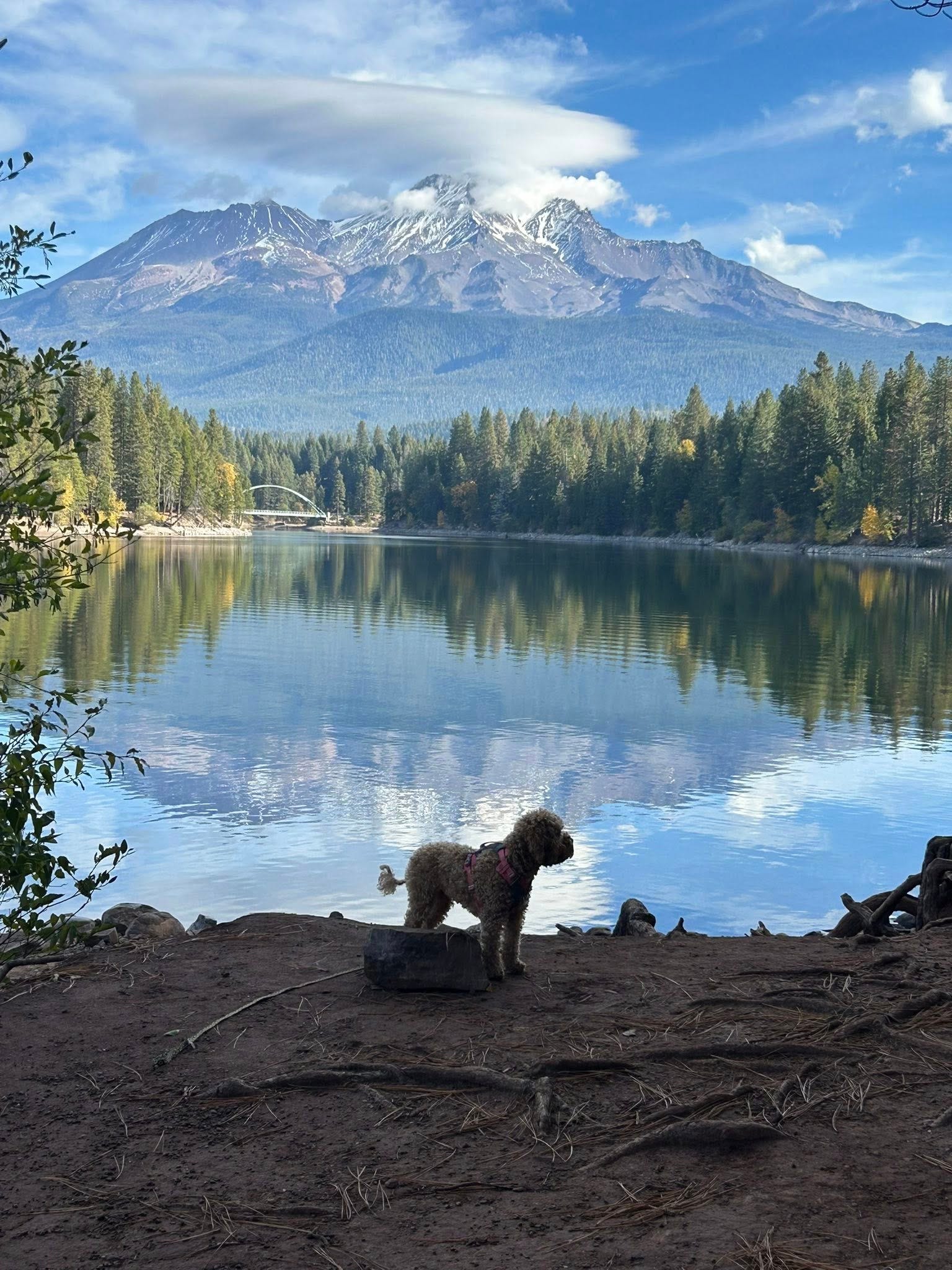 Journal - December Night - by Katie Beth