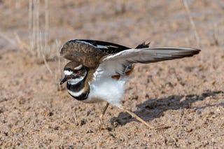 Memetic’s Substack | Memetic Sisyphus | Substack