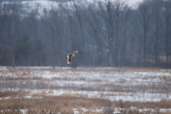 Alexandra Fasulo (@alexandrafasulo): "ORES is trying to gaslight the ...