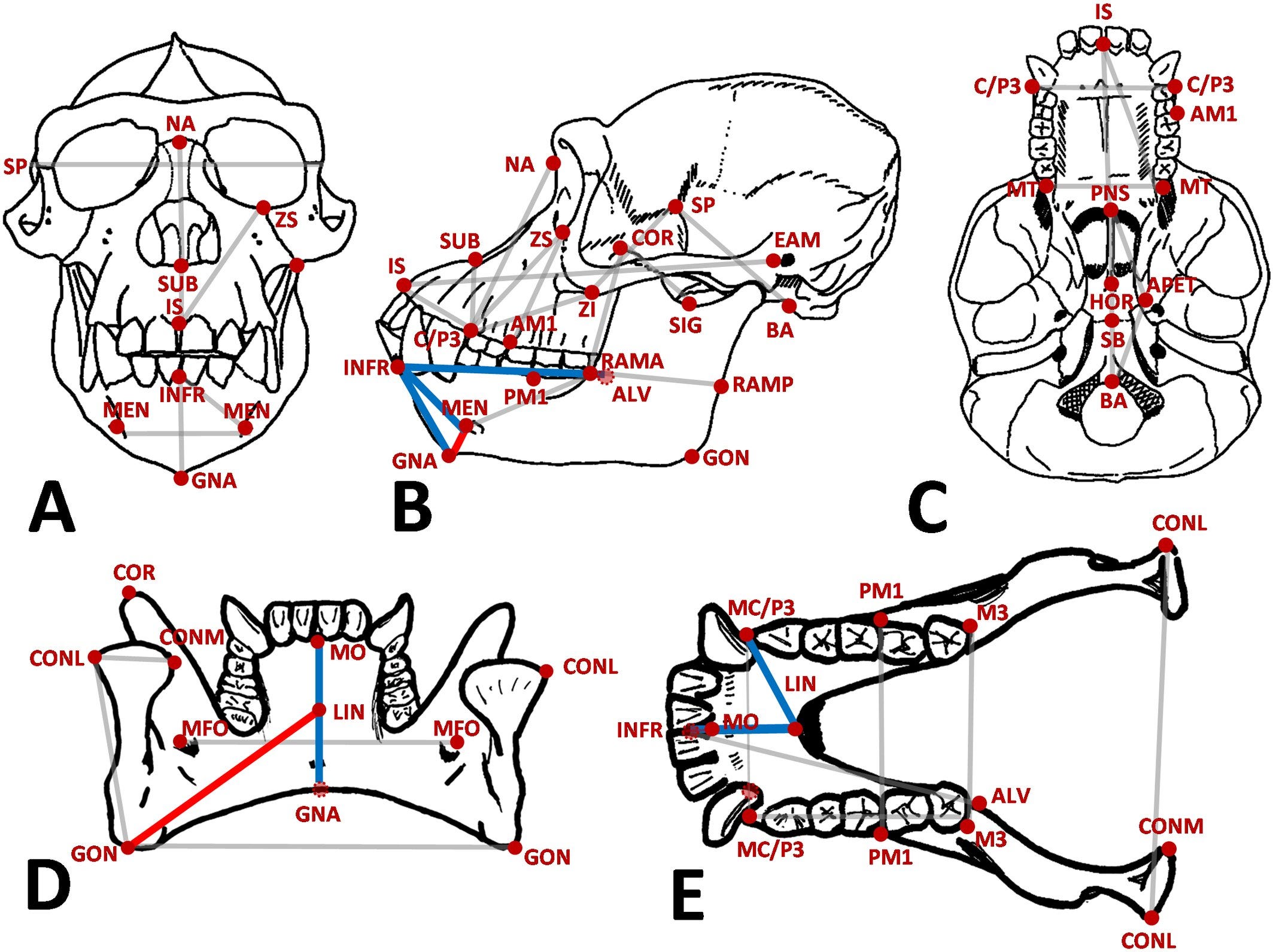 The Chin Is an Accident: What 500 Ape Skulls Tell Us About Human Uniqueness