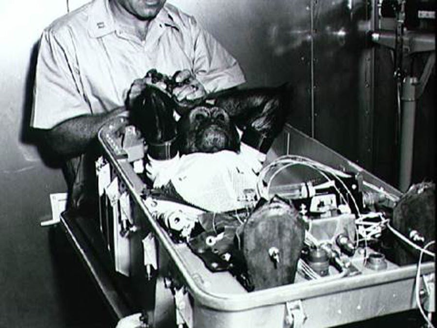 Oliver the “Humanzee”: The Chimp Who Walked Like Us - and What Science ...