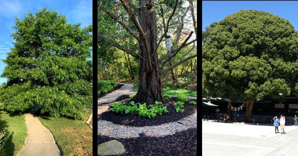On Grief, Marcescence, and the Trees Uprooted at the White House