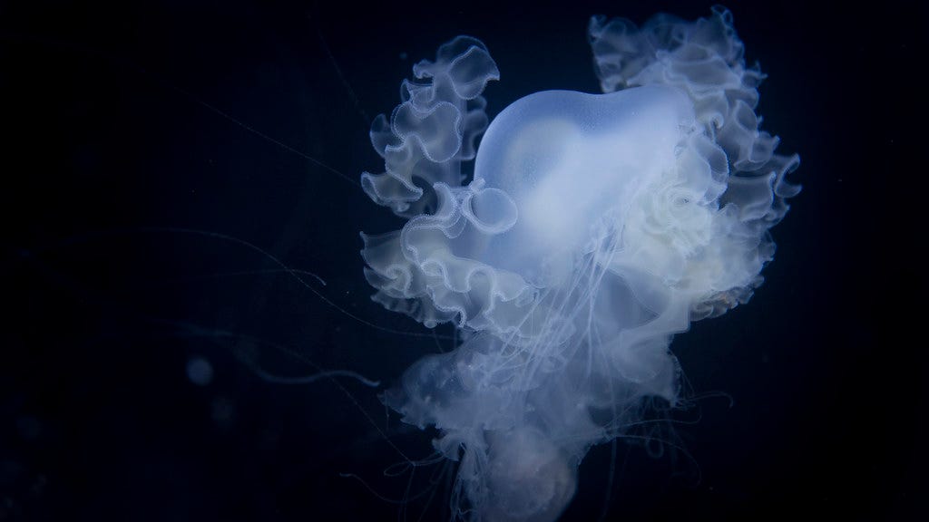 Deep Time - by Kristopher Jansma - The Nature of the Fun