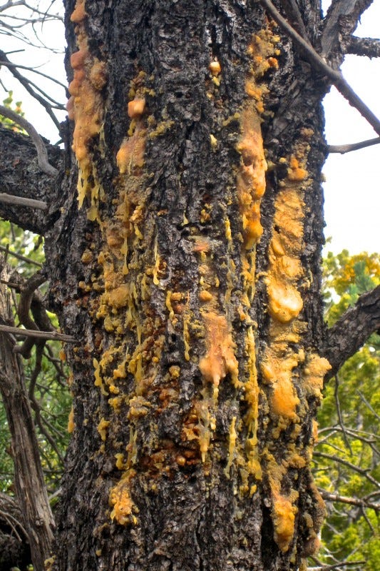 How to Make Pine Resin Salve - by Mike Masek