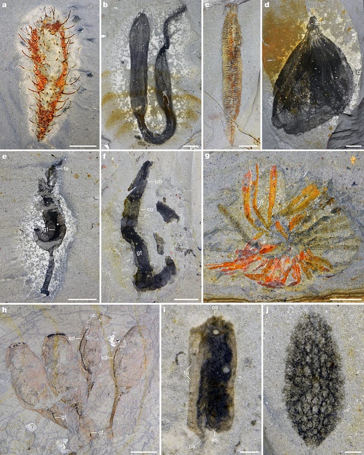 How Early Animal Life Survived an Unstable Climate