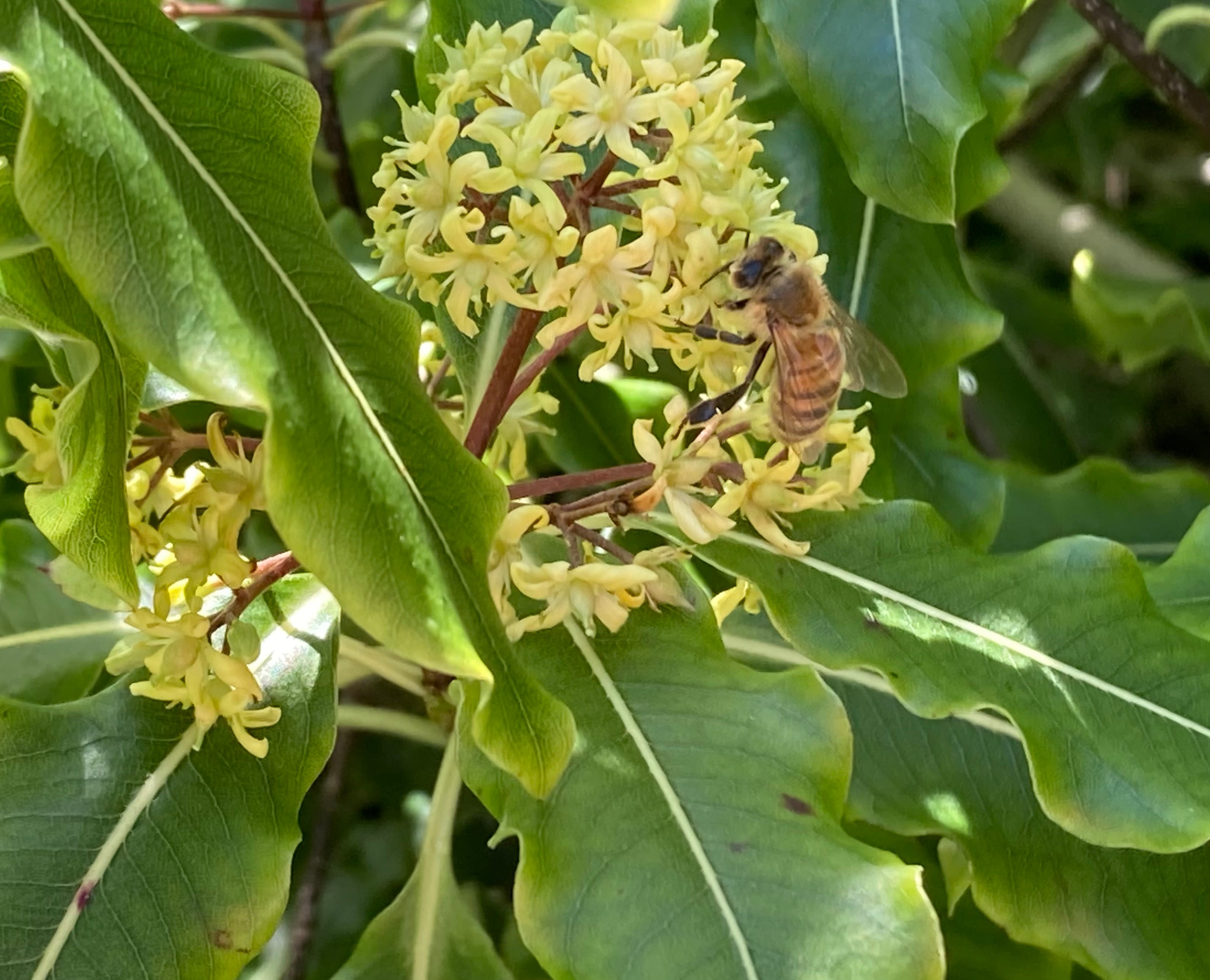 Seasons Newsletter: the goodwill of trees