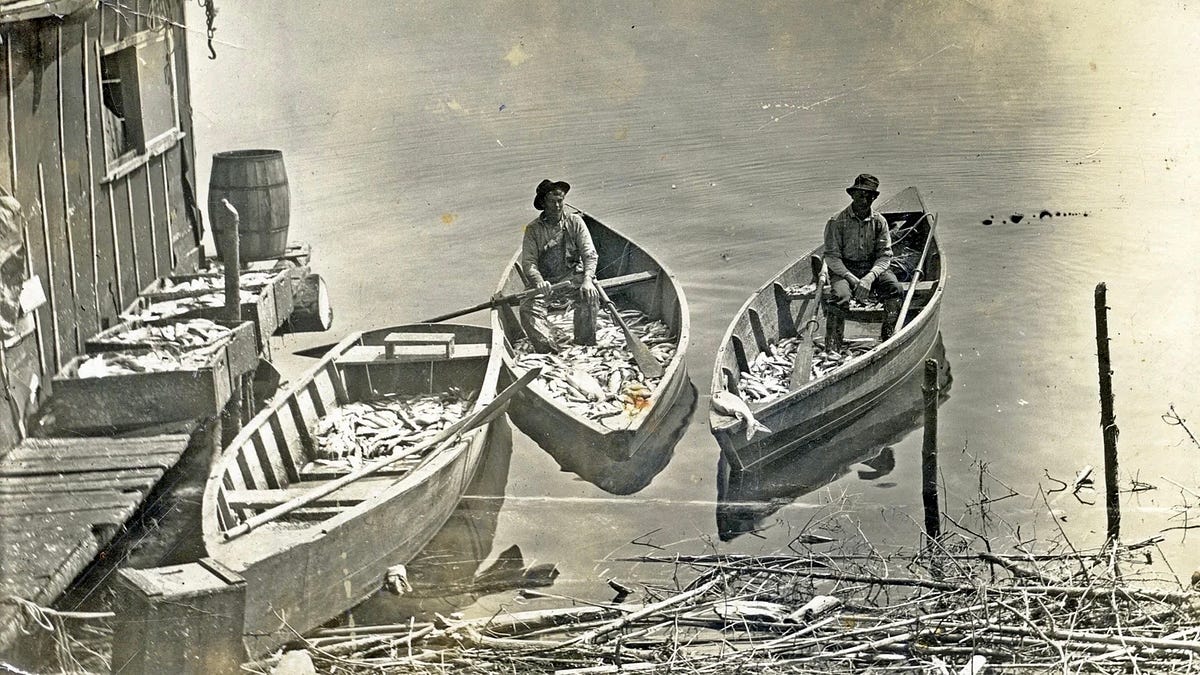 Commercial Fishing on Lake Minnetonka - by Chip Drewry