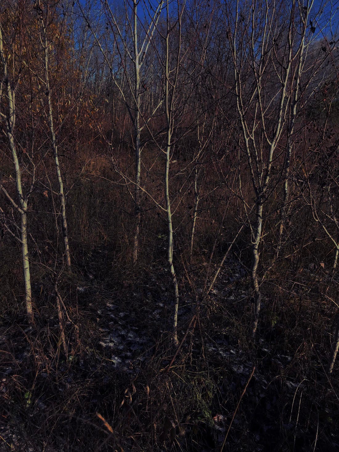 On Samhain, Vigilance & the Fomorians - Brit Griffin