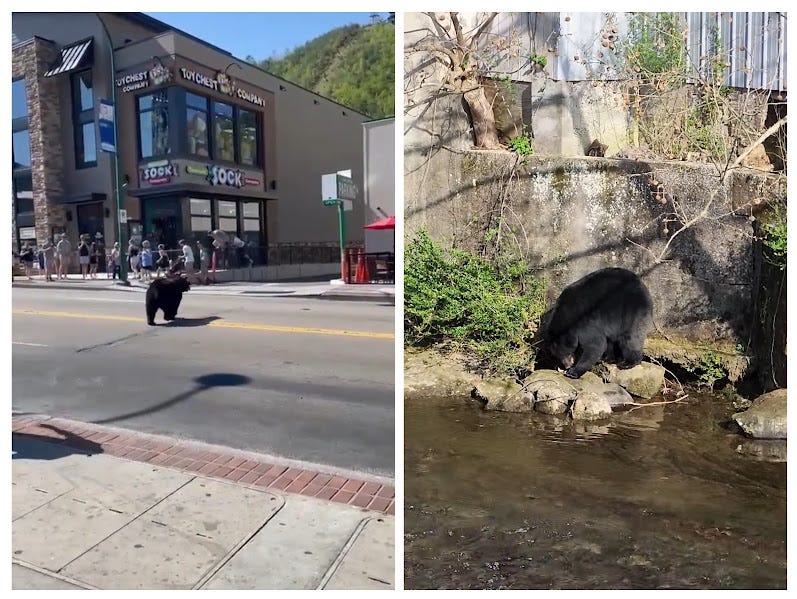 Fines Finally Ratified For Feeding Bears In Tennessee: The Facts and My ...