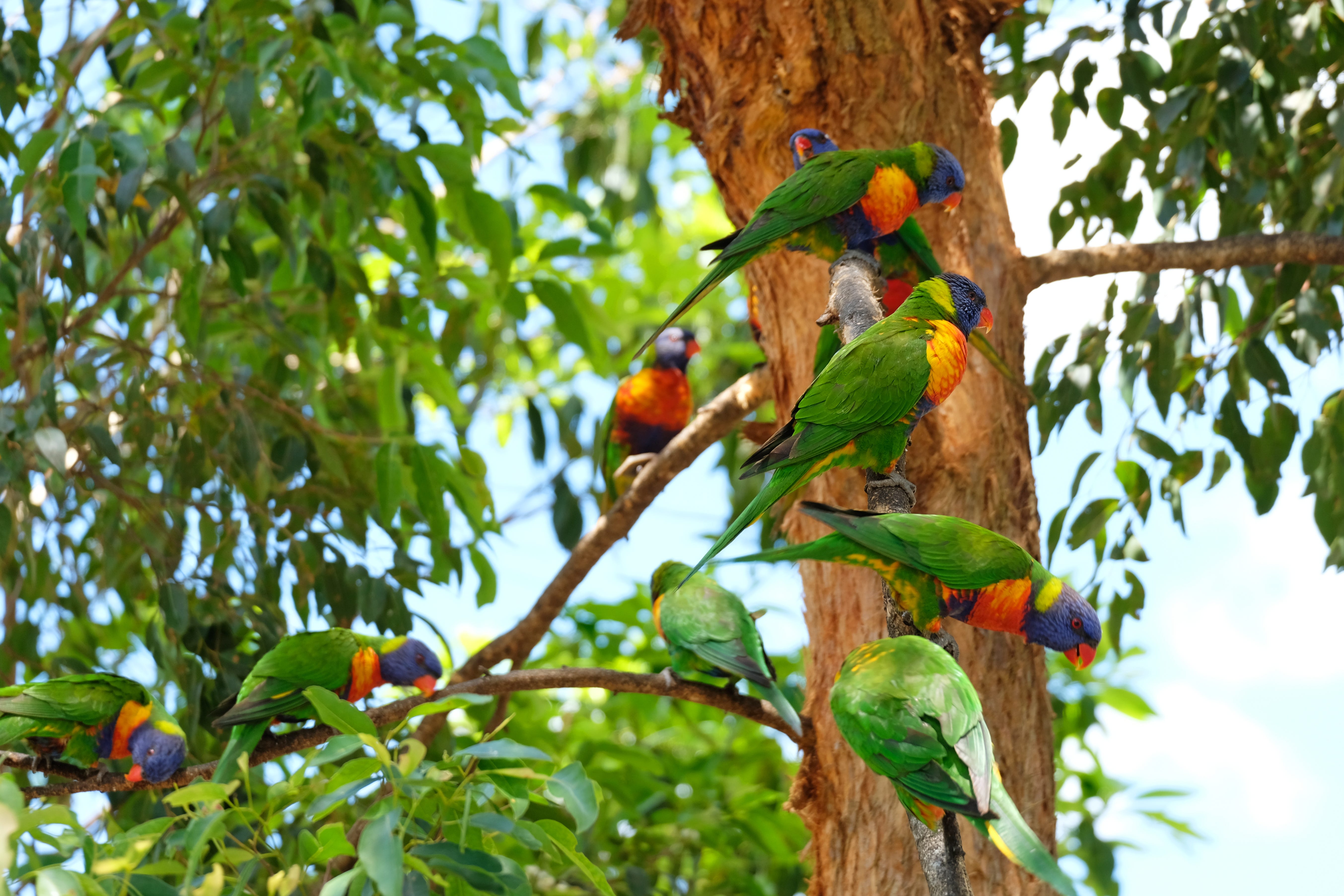 Those cheeky birds of Sydney - by Bea Urmos