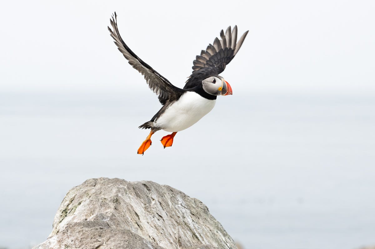 The Puffins of Machias Seal Island - by Heather Moran