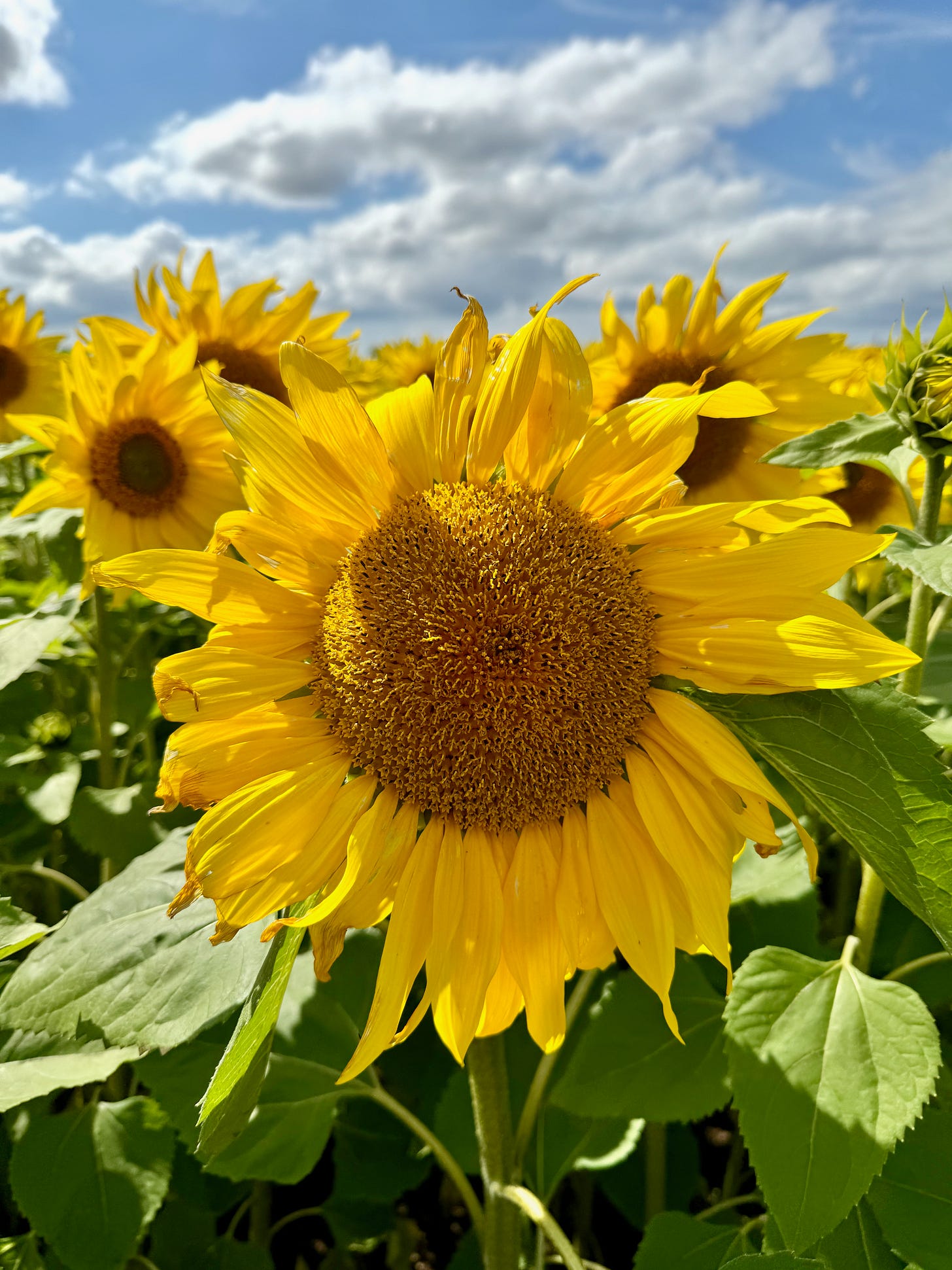 Sassy Sunflower Trail at Balgone Estate - by JulieBettyB