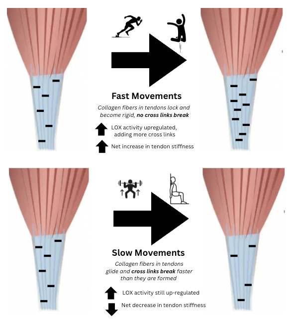 A Runner's Guide To Tendon Health (Part 1)