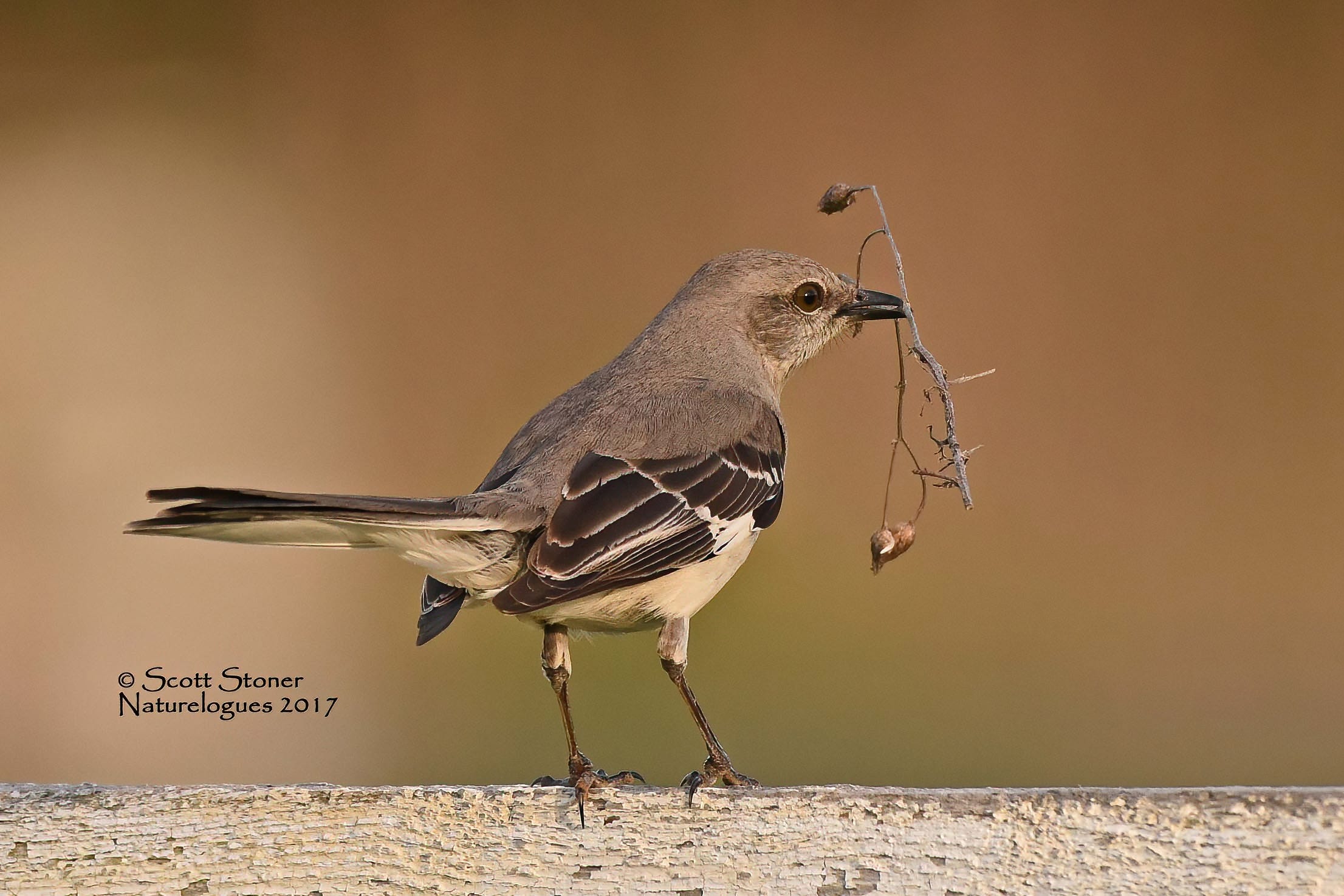Why do Mockingbirds Sing at Night? - by Scott Stoner