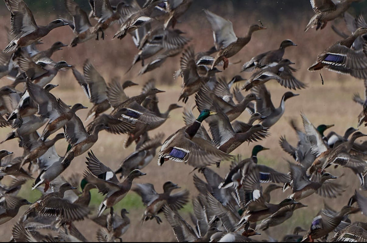Inside The Epic Duck Migration Journey - by Jeff Chandler
