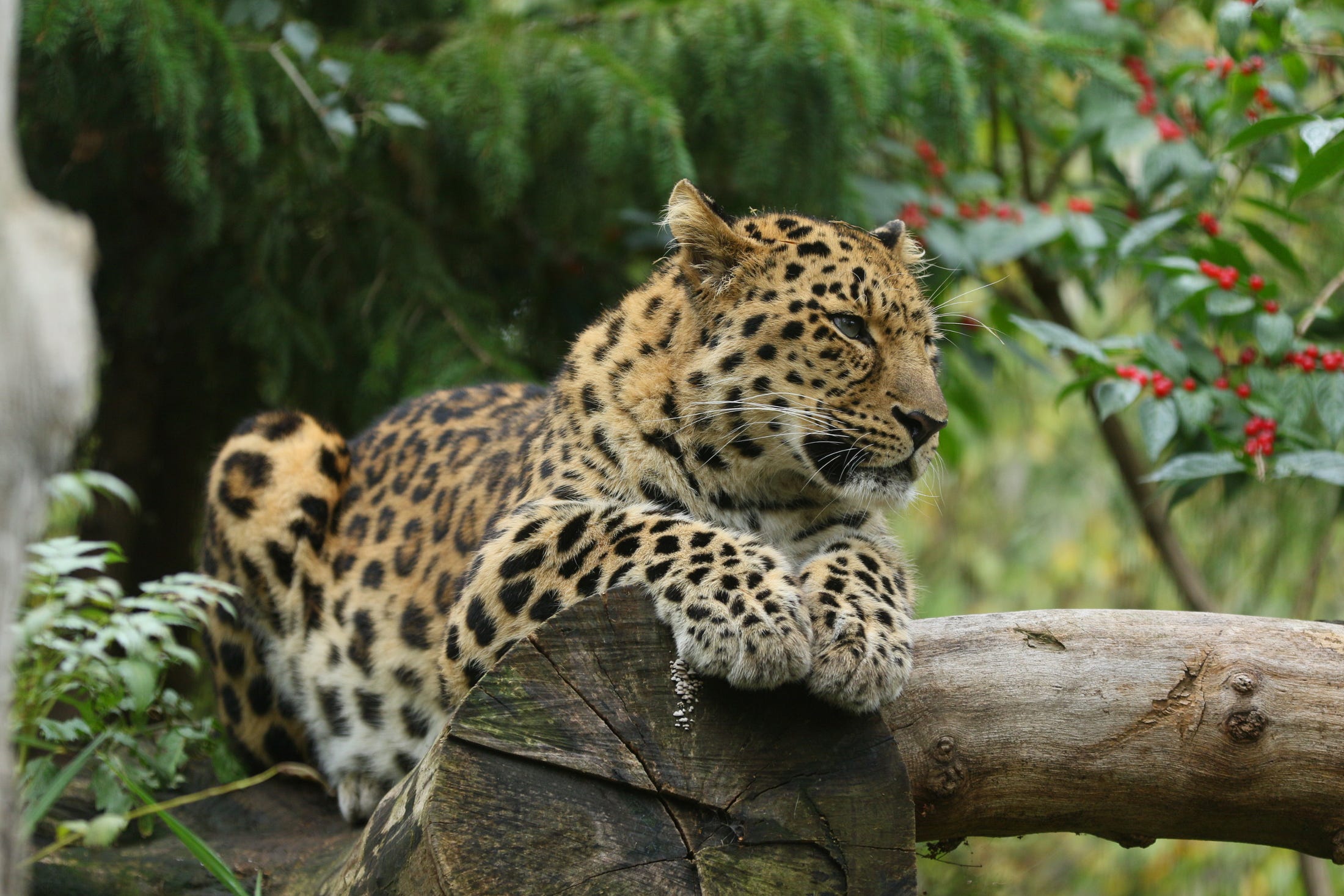 Meet The Endangered: Amur Leopard - by Daniel Barkeley