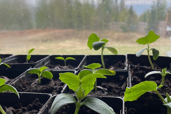 Wild Life with Amy Jay | Substack