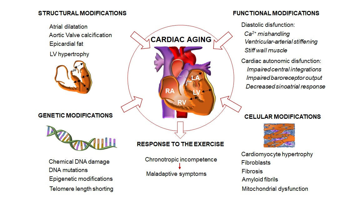 Reverse 20 Years Of Heart Aging By Louisa Nicola