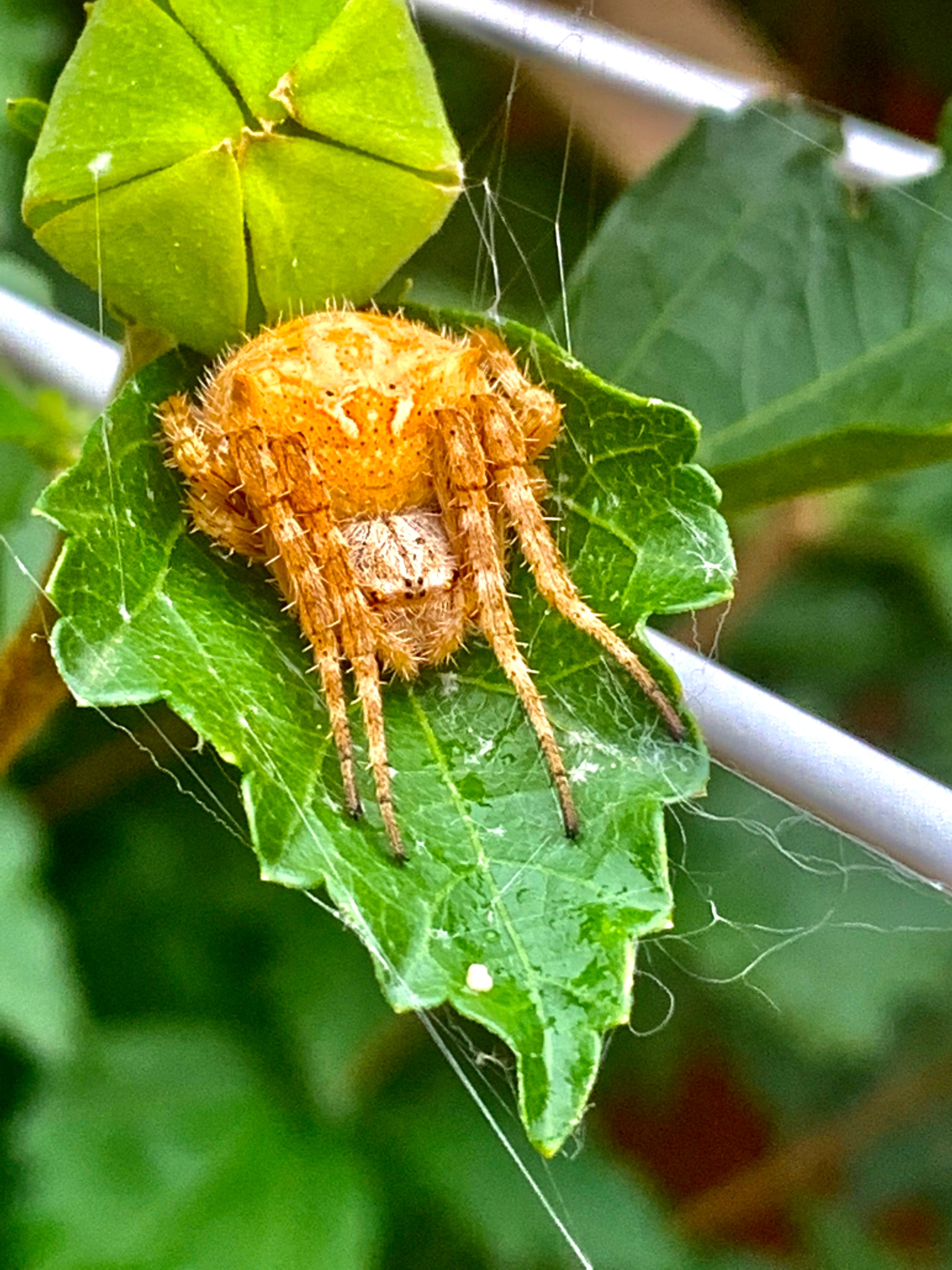 AUSTRALIA'S SPIDERS - and GRASSHOPPERS are "Bigger than "Texas"