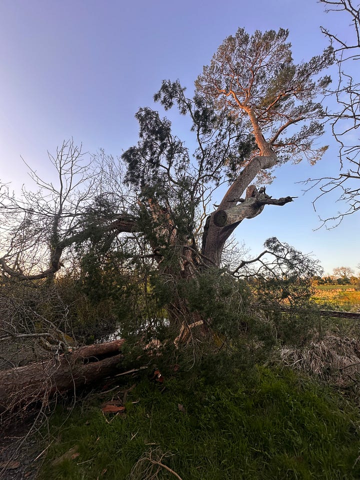 when great trees fall background