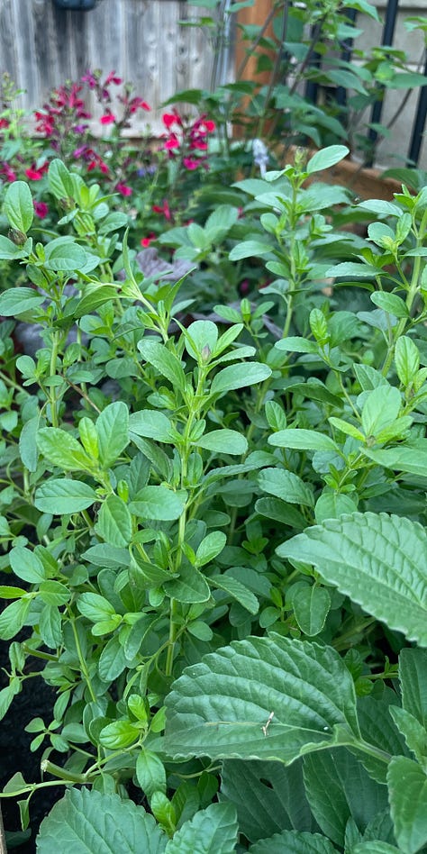 Top Reasons to Plant Salvias in Your Garden – Beauty, Resilience ...