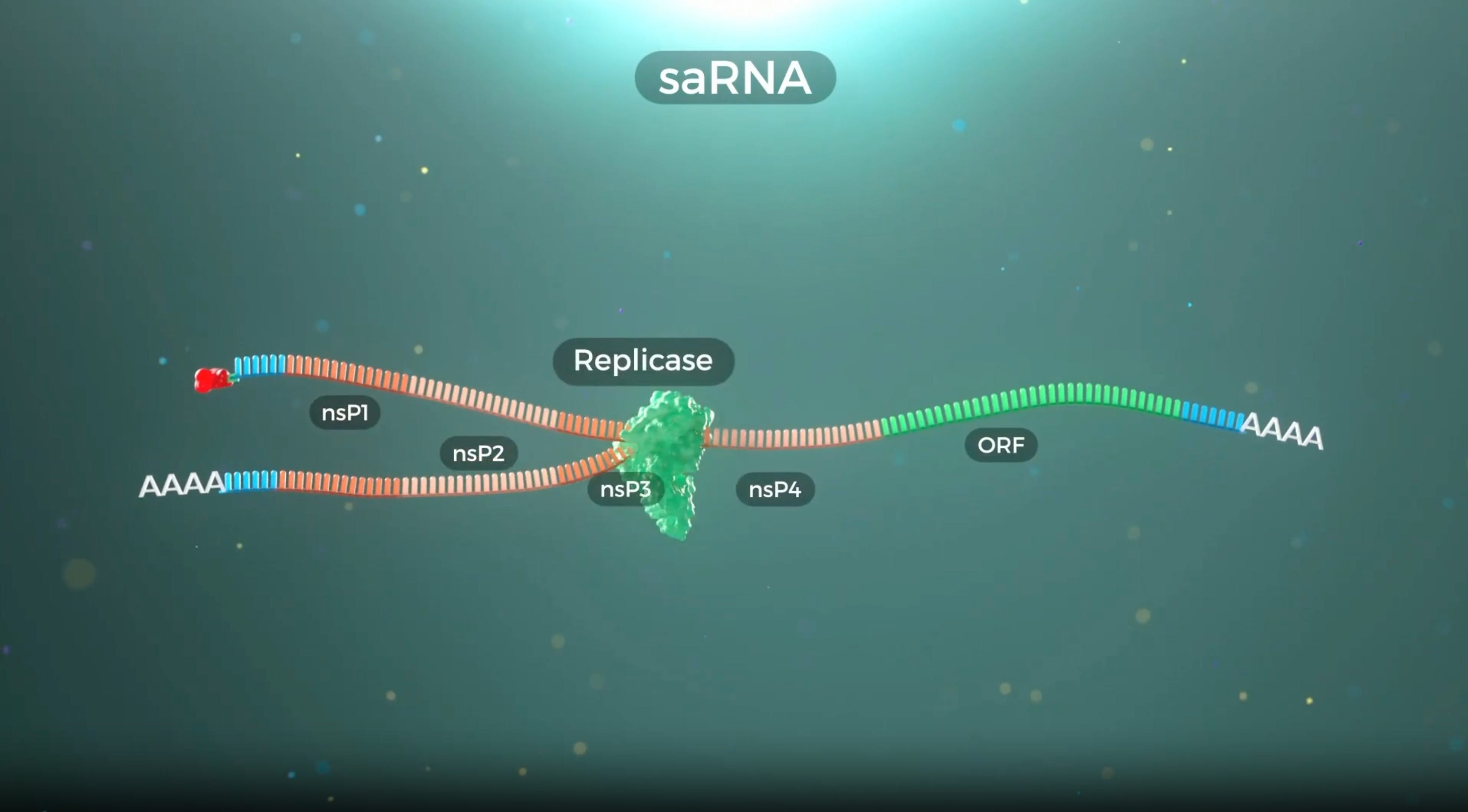 BREAKING: U.K. Approves Experimental Self-Amplifying mRNA (Replicon ...