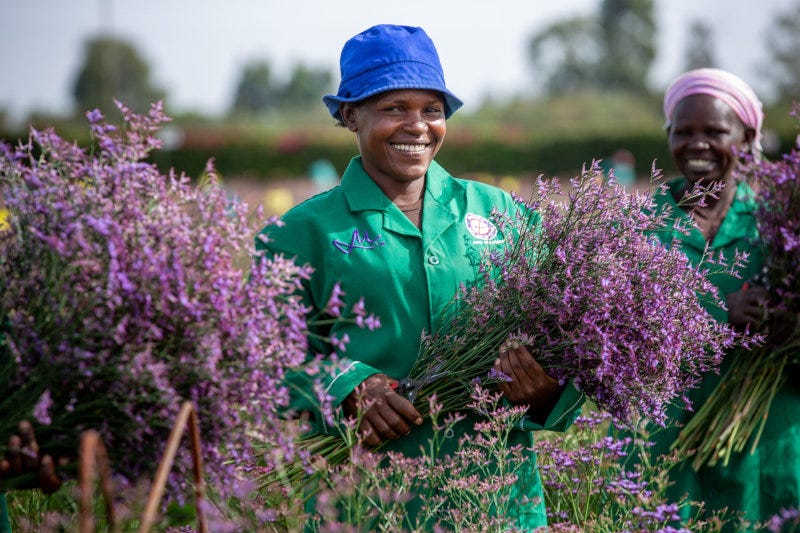IFC proposes funding to PE-backed flower farming business