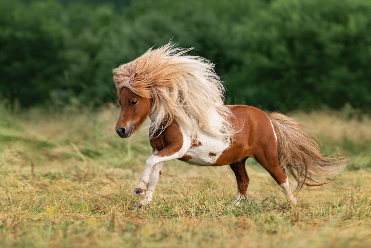 Meet Alvin, an adorable Guinness World Record-holding Shetland pony who ...