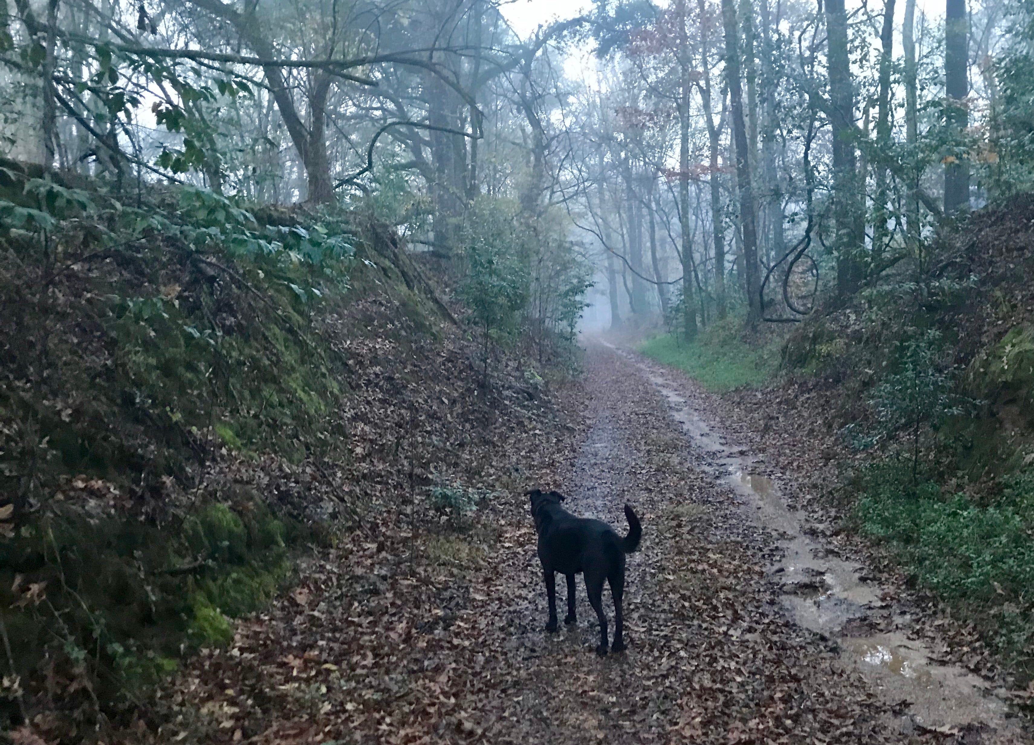 Spanish war dogs - Alan Huffman's What Happened