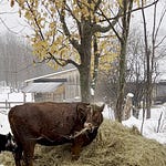 Slowdown Farmstead | Tara | Substack