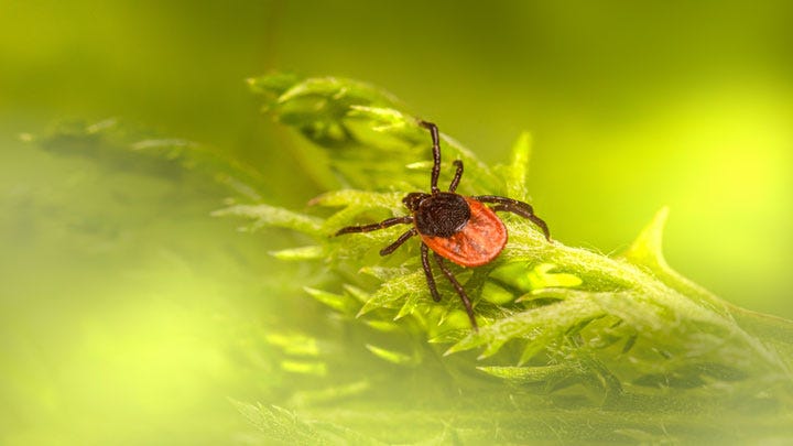Rediscover Summer with This Tick and Flea Prevention Guide