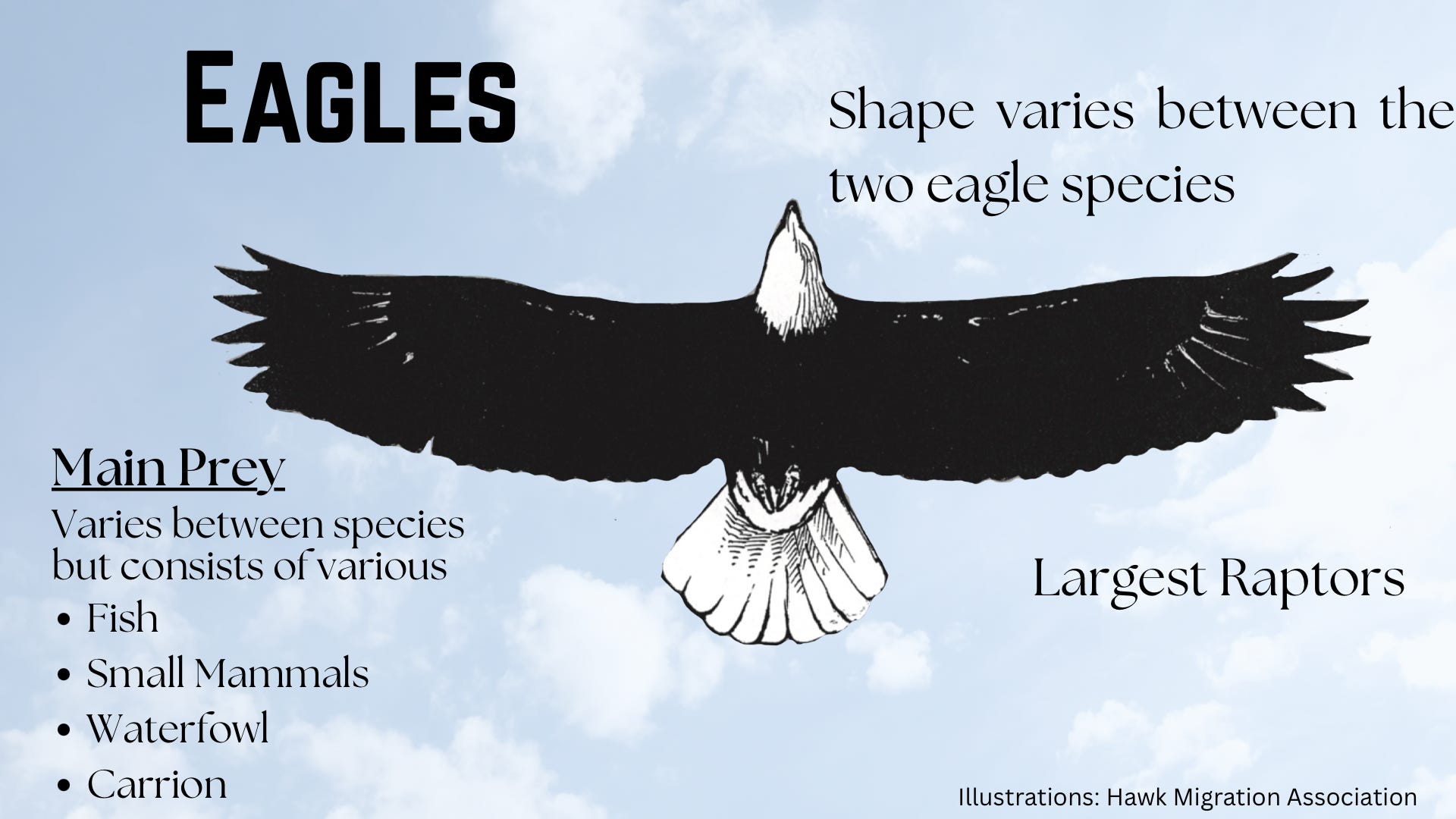 Categorizing Diurnal Birds of Prey - by Kayla Fisk