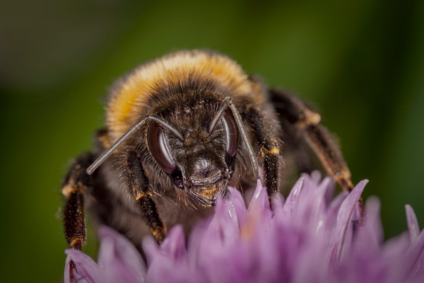 There's a bee that feeds on decomposing meat