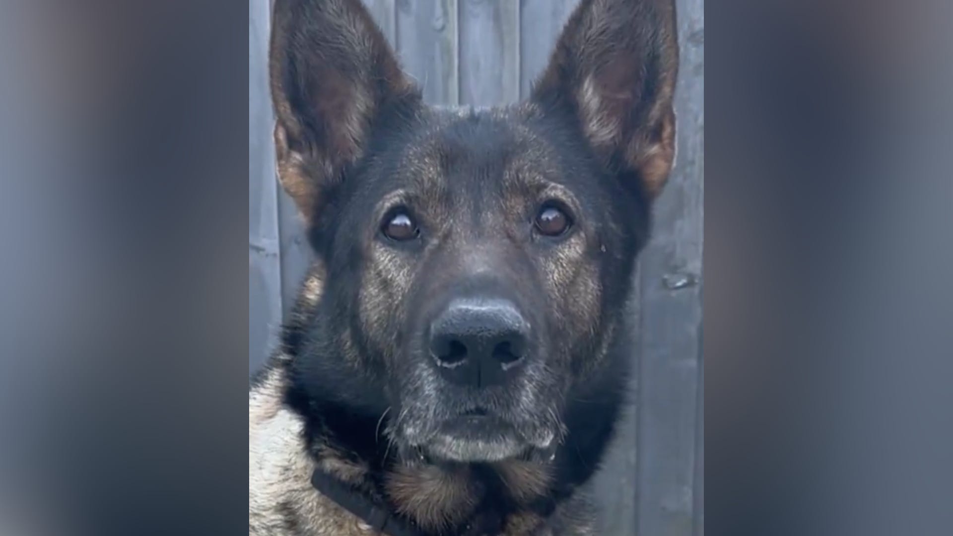 Forced to Retire by Battle Scars: The Hero Police Dog Who Walked ...