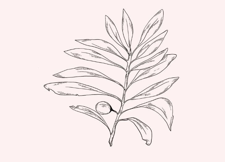 The Botanical World is Full of DMT 🌱