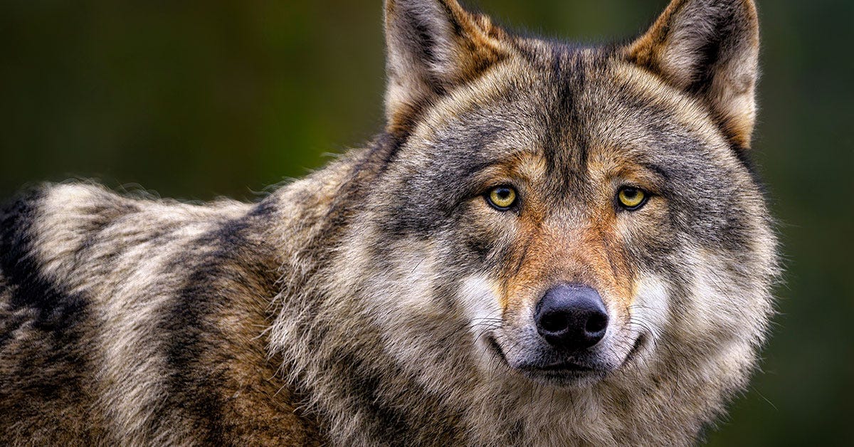 The Dire Wolf: Ice Age Apex Predator and Modern Legend