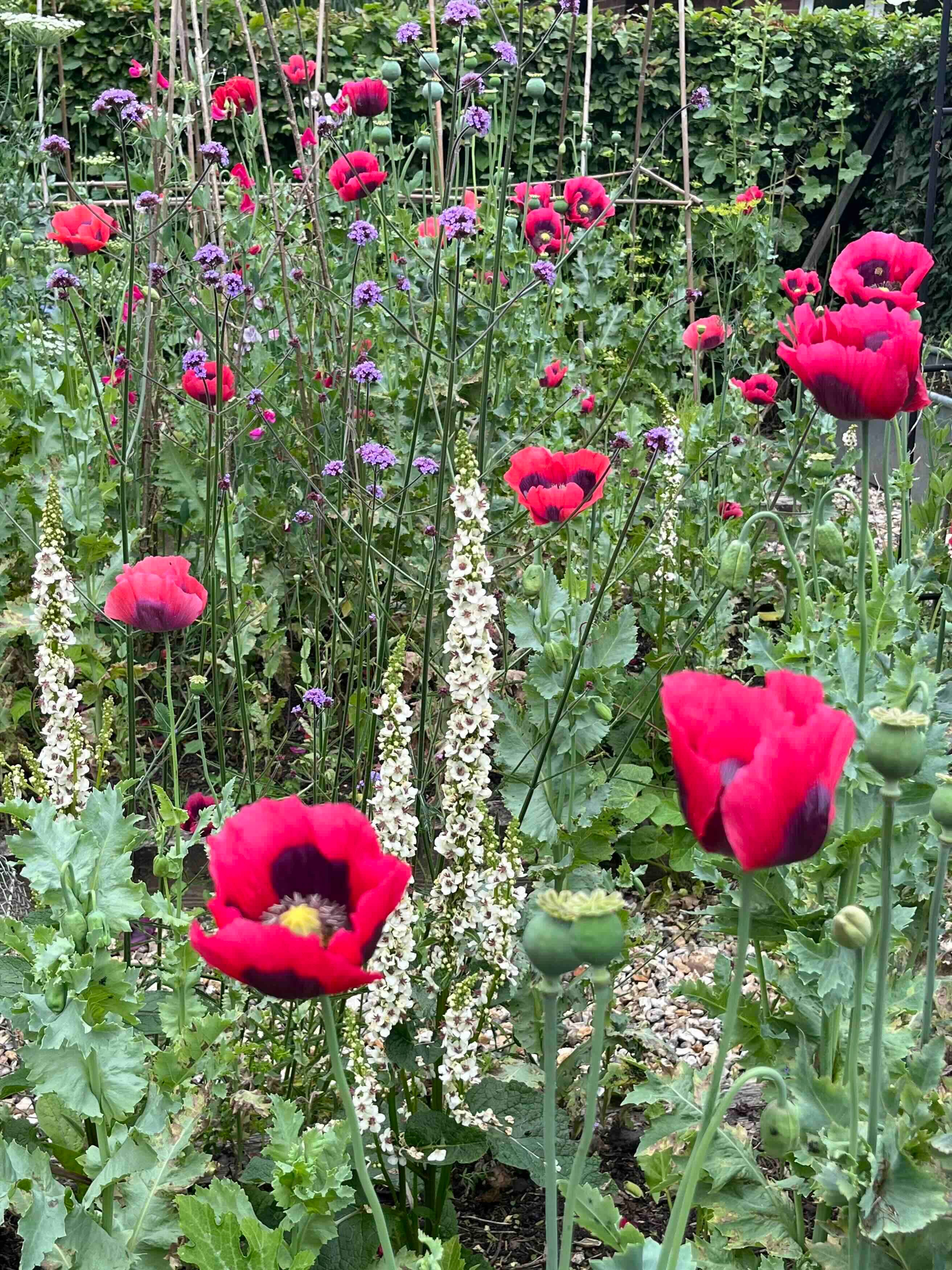 The best cottage garden poppies to grow from seed